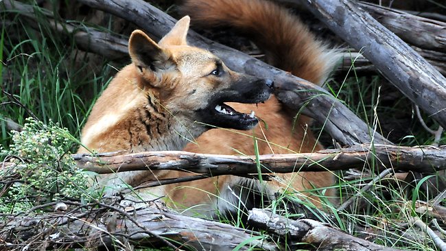 dead cows, wild dogs, men with guns. | petebowes.com
