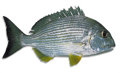 a small silver bream, probably not quite legal | petebowes.com